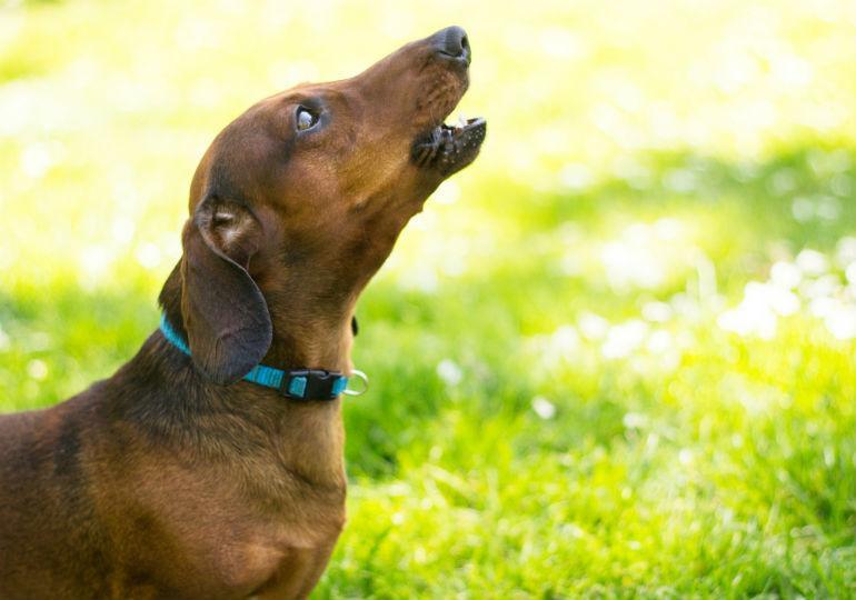 My Dog Howls at Sirens - Why and What to Do About Howling at Ambulances ...