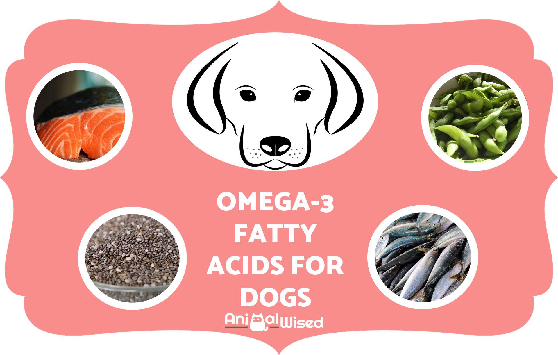 Best Omega-3 Rich Food For Dogs - Healthy Fatty Acid Diet