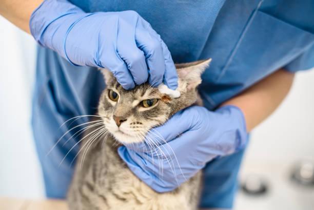 6 Home Remedies for Cat Scabs - Cleaning and Protection