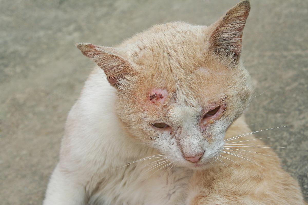 6 Home Remedies for Cat Scabs - Cleaning and Protection