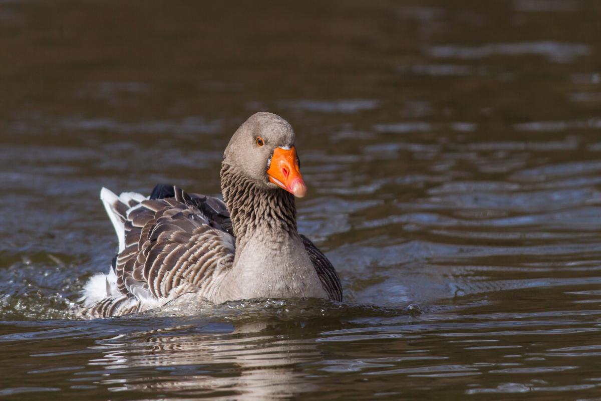 Wild vs. Domestic Geese - A Guide to Types, Features, and Differences