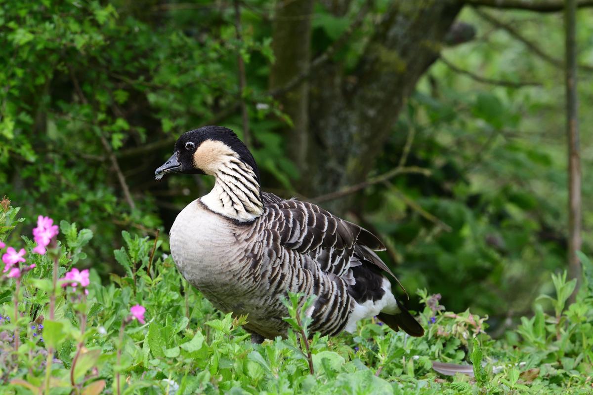 Wild vs. Domestic Geese - A Guide to Types, Features, and Differences