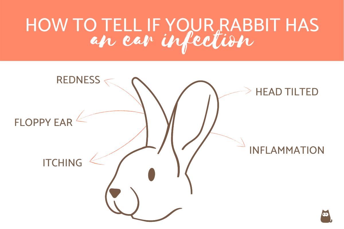 How to Tell If Your Rabbit Has an Ear Infection - Otitis in Rabbits