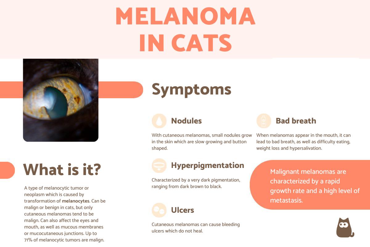 Melanoma in Cats - Symptoms, Treatment and Prognosis
