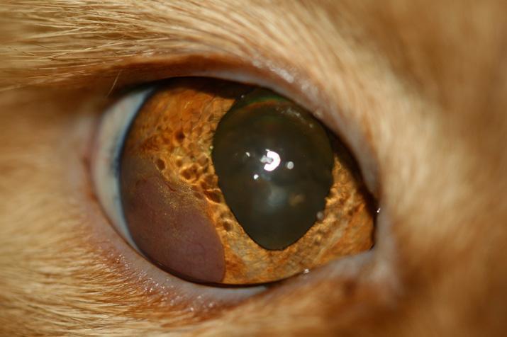 Melanoma in Cats - Symptoms, Treatment and Prognosis