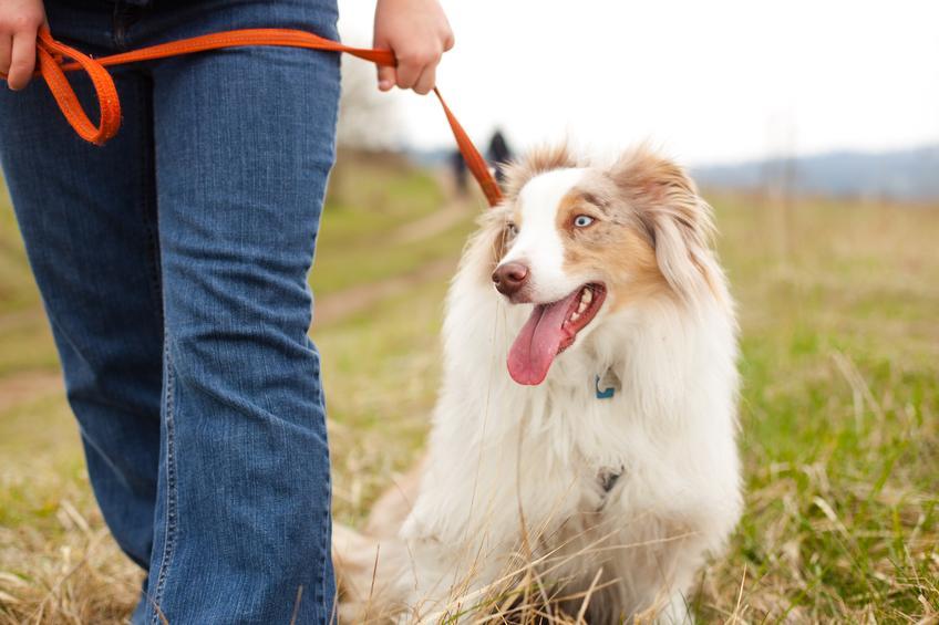 How to Get Dogs Unstuck After Mating - What to Do With Dogs Tied Together