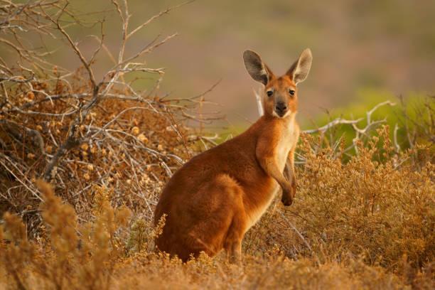 10 Animals Beginning With W - Names and Photos