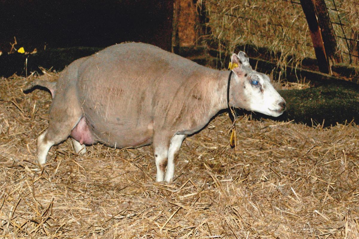 How Do Sheep Reproduce? - Gestation, Pregnancy and Birth