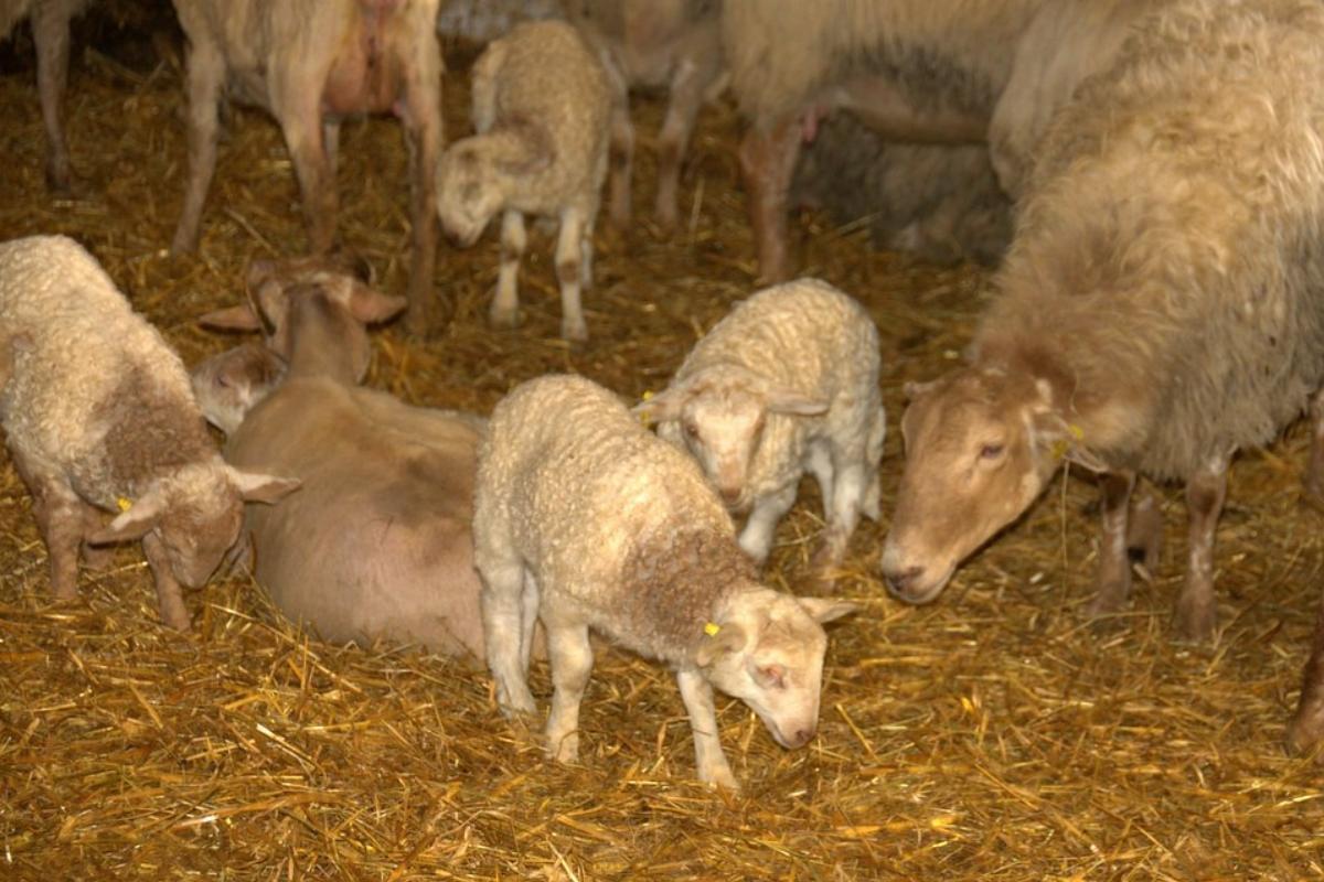 How Do Sheep Reproduce? - Gestation, Pregnancy and Birth