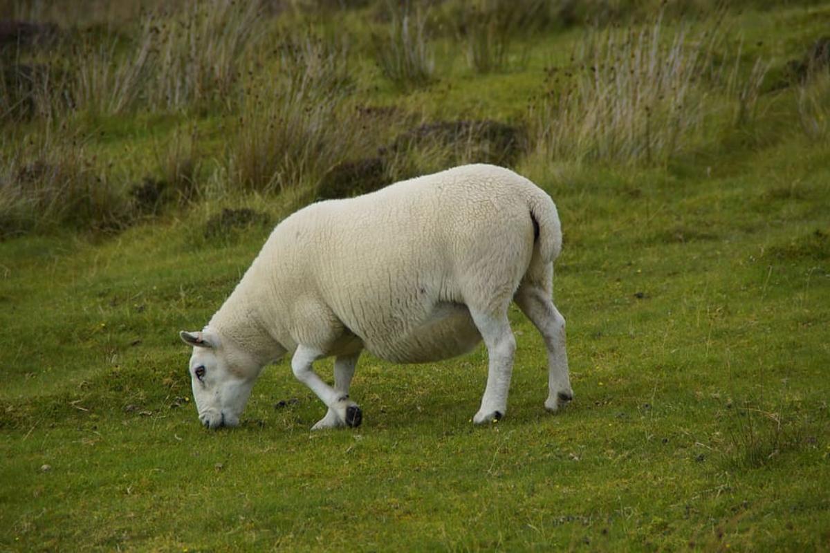 How Do Sheep Reproduce? - Gestation, Pregnancy and Birth