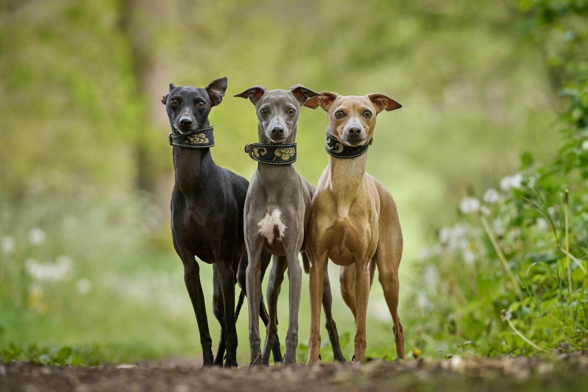 10 Animals Beginning With W - Names and Photos