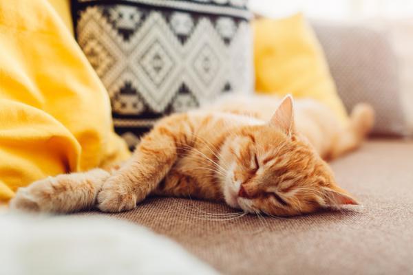 What Do Different Cat Sleeping Positions Mean? - 8+ Common Sleeping Cat ...
