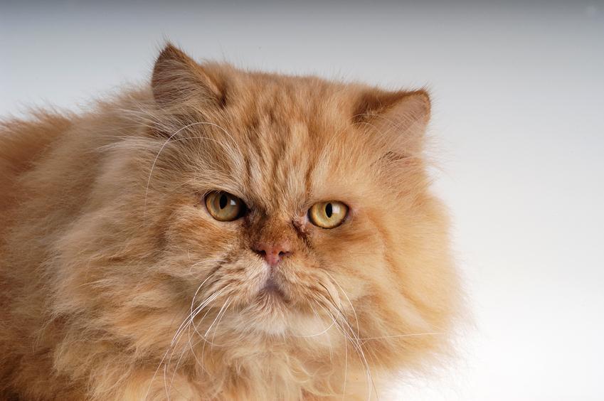 Common Diseases of Persian Cats - Persian Cat Health Issues