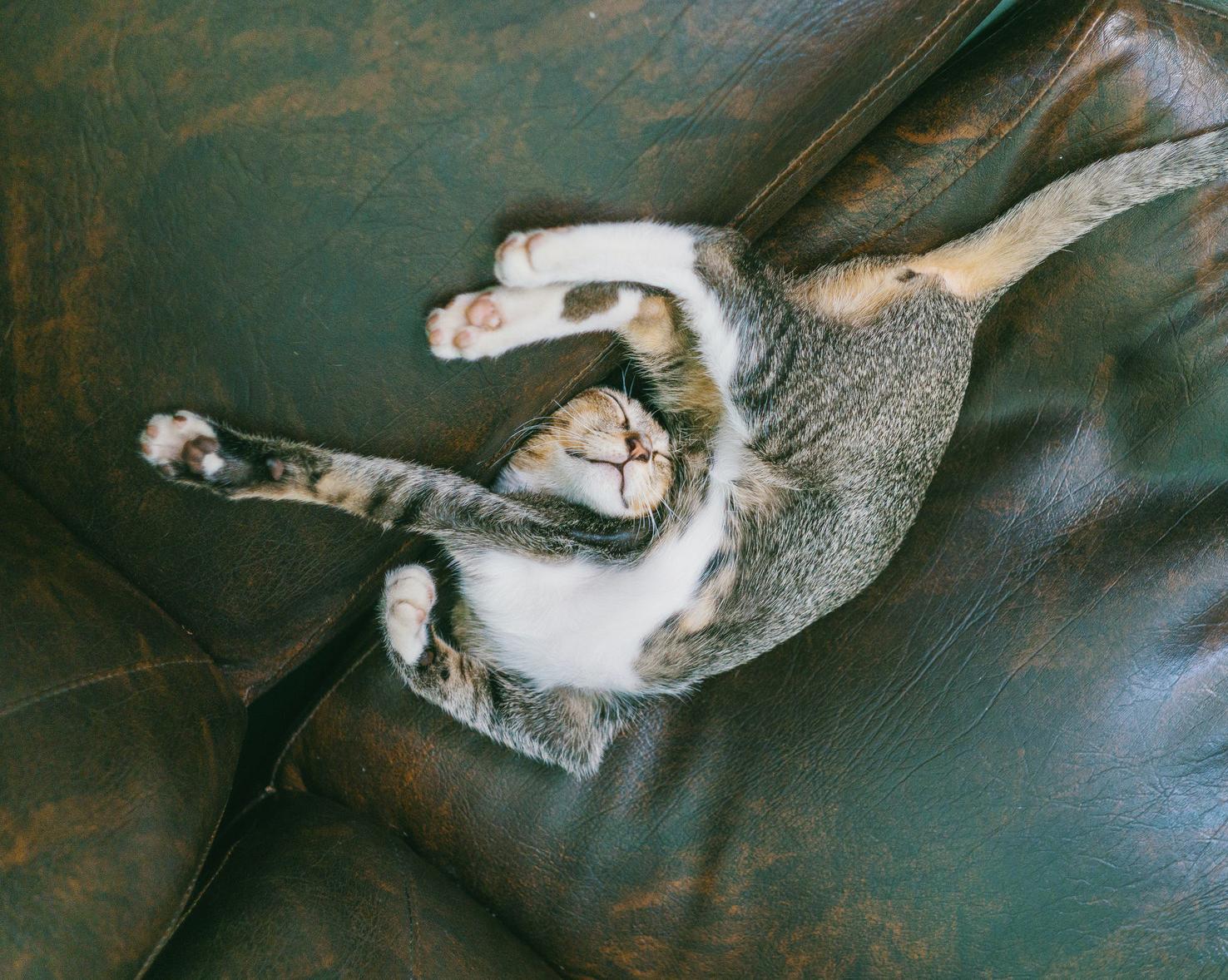 What Do Different Cat Sleeping Positions Mean? - 8+ Common Sleeping Cat ...