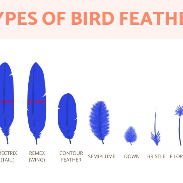 bird feather pattern names