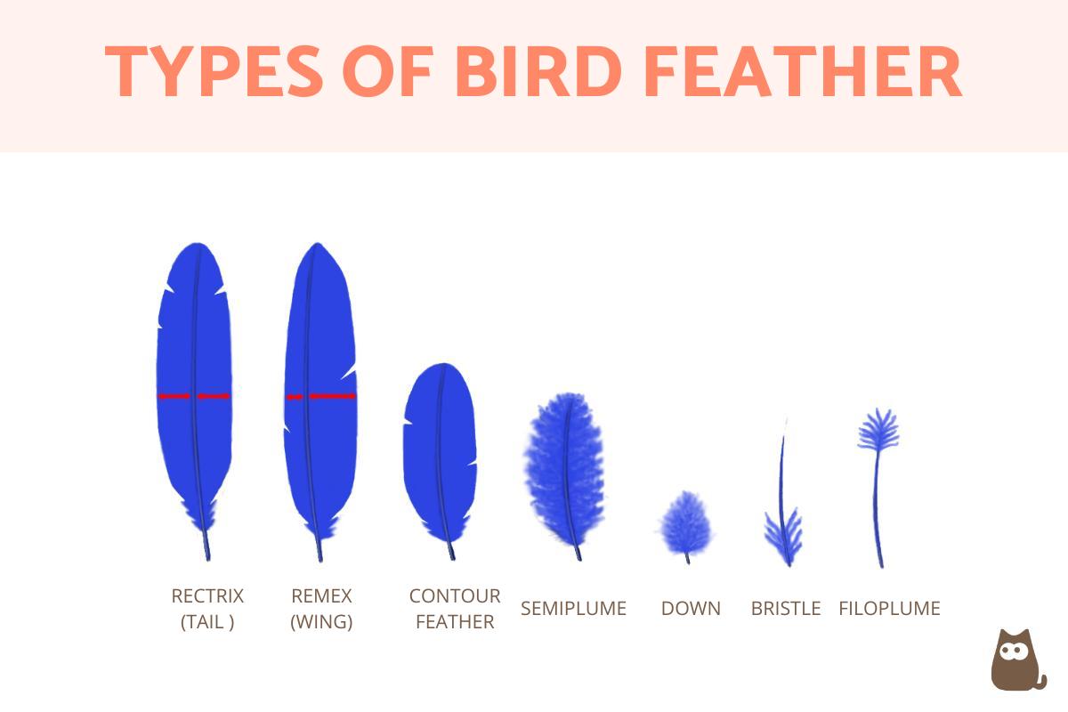 Types of Feathers on a Bird - Bird Feather Types, Parts and Anatomy