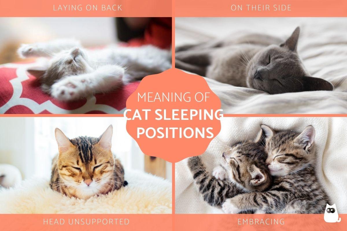 What Do Different Cat Sleeping Positions Mean? - 8+ Common Sleeping Cat ...