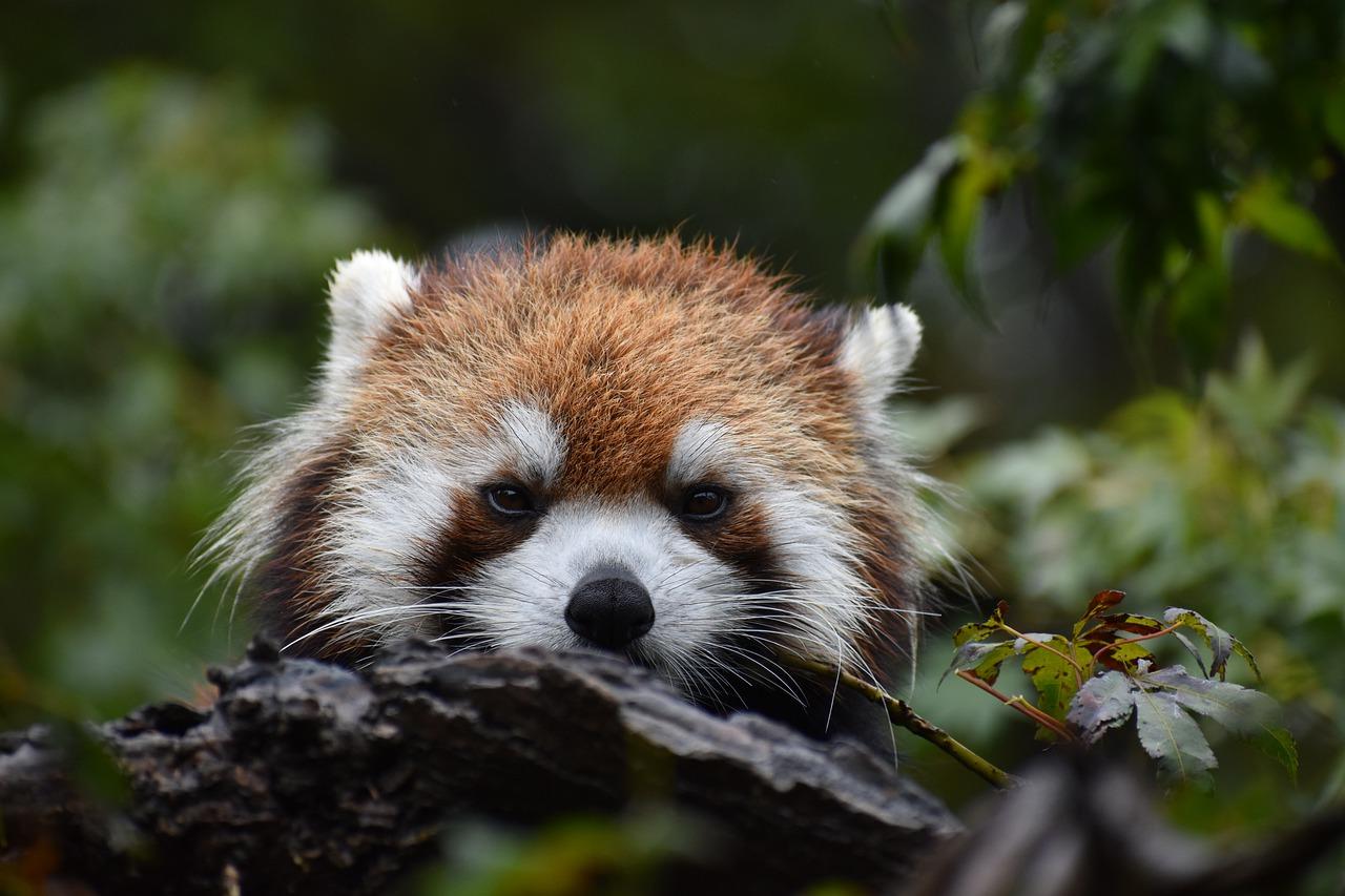 Can You Keep a Red Panda as a Pet? - Is It Illegal?