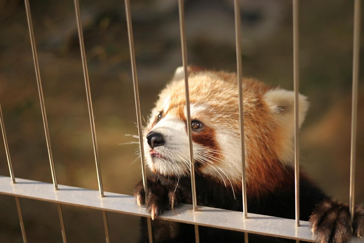 Can You Keep a Red Panda as a Pet? - Is It Illegal?