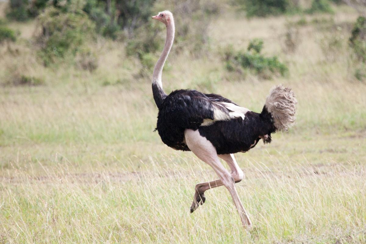 All About Ostriches - 10 Fun Facts You Didn’t Know