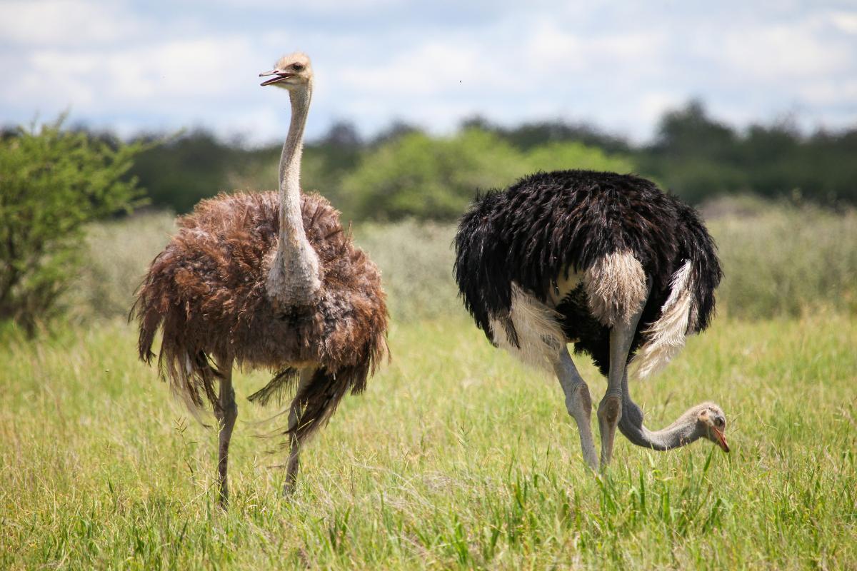 All About Ostriches - 10 Fun Facts You Didn’t Know