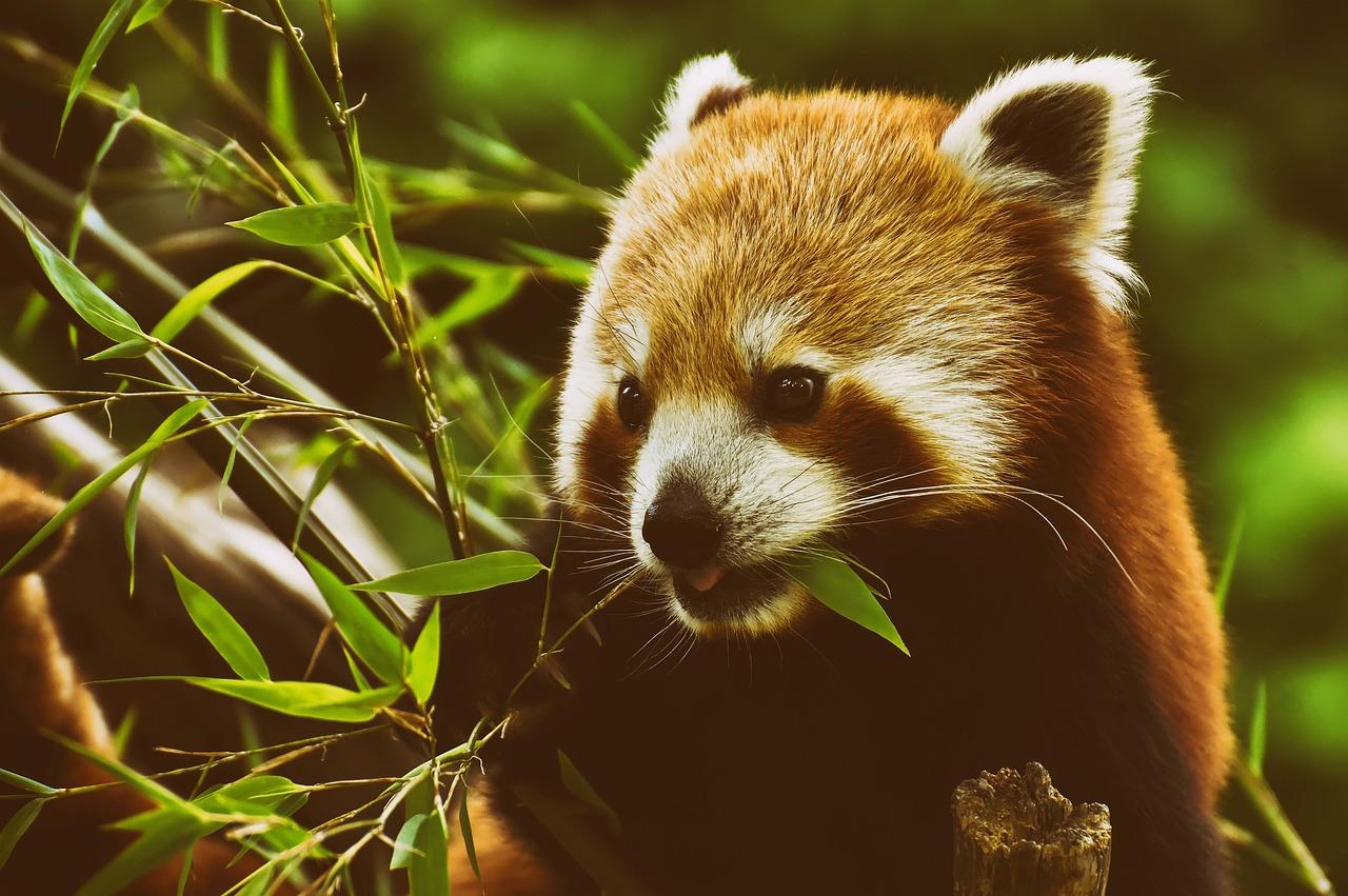 Can You Keep a Red Panda as a Pet? - Is It Illegal?