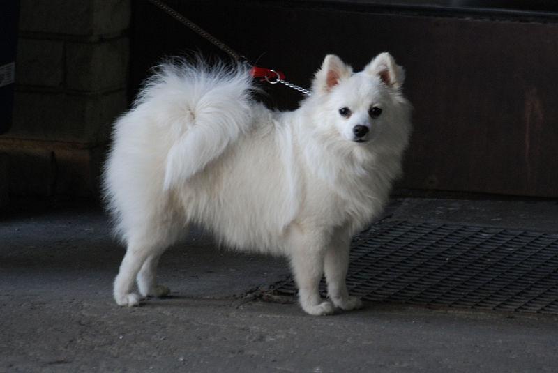 Italian Dog Breeds - Top 10 - With PICTURES!