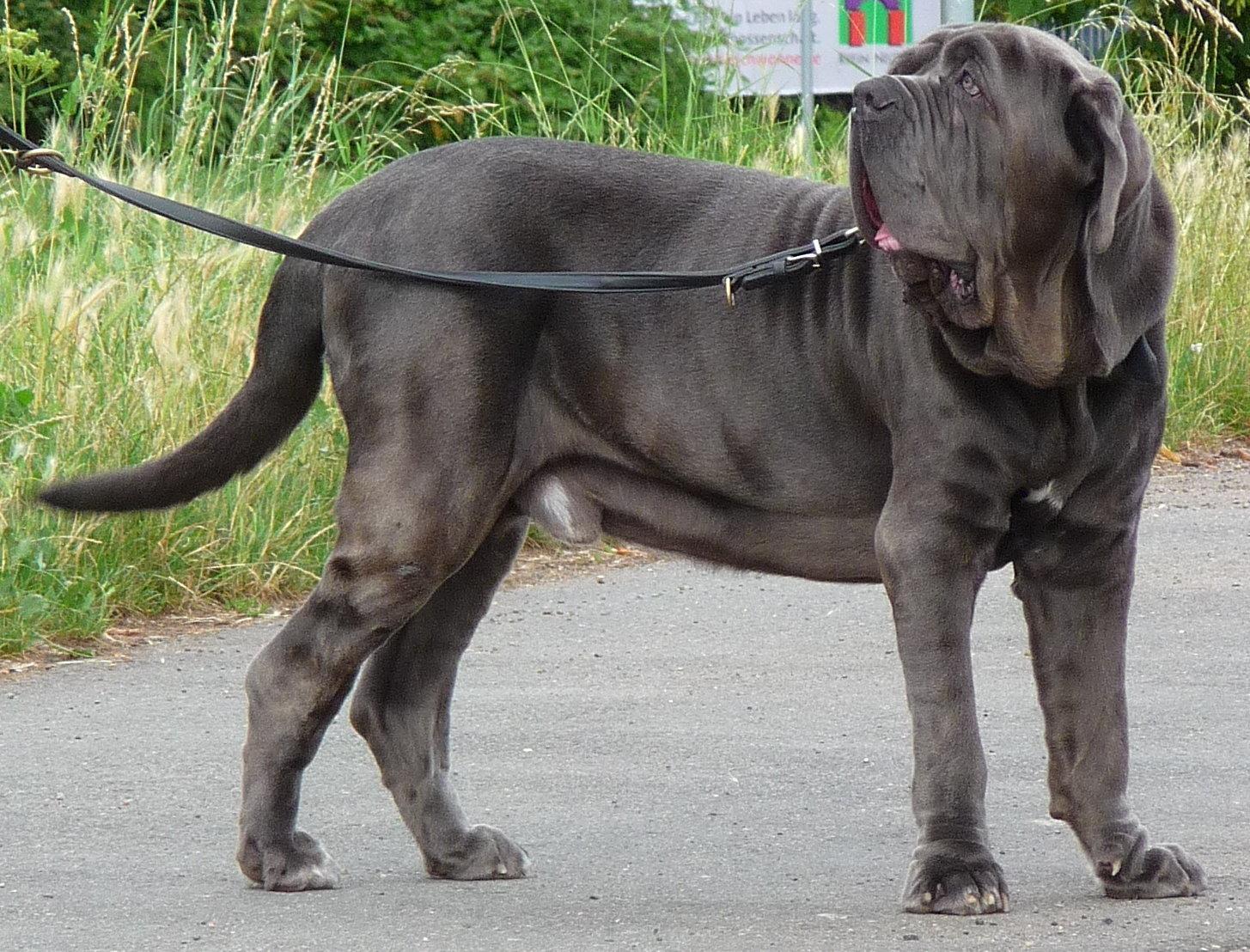 Italian Dog Breeds - Top 10 - With PICTURES!