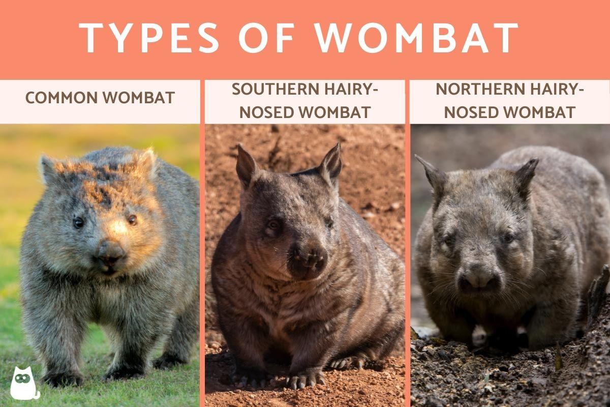 Types Of Wombats How Many Wombat Species Are There