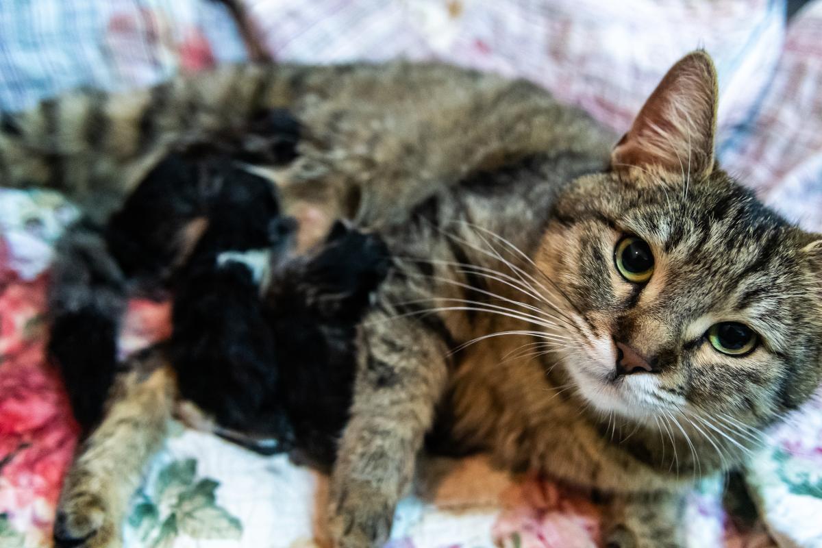 Dead Kitten in a Cat's Litter - Should I Remove It?