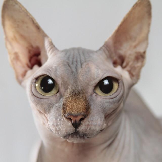 Caring for a Sphynx Cat
