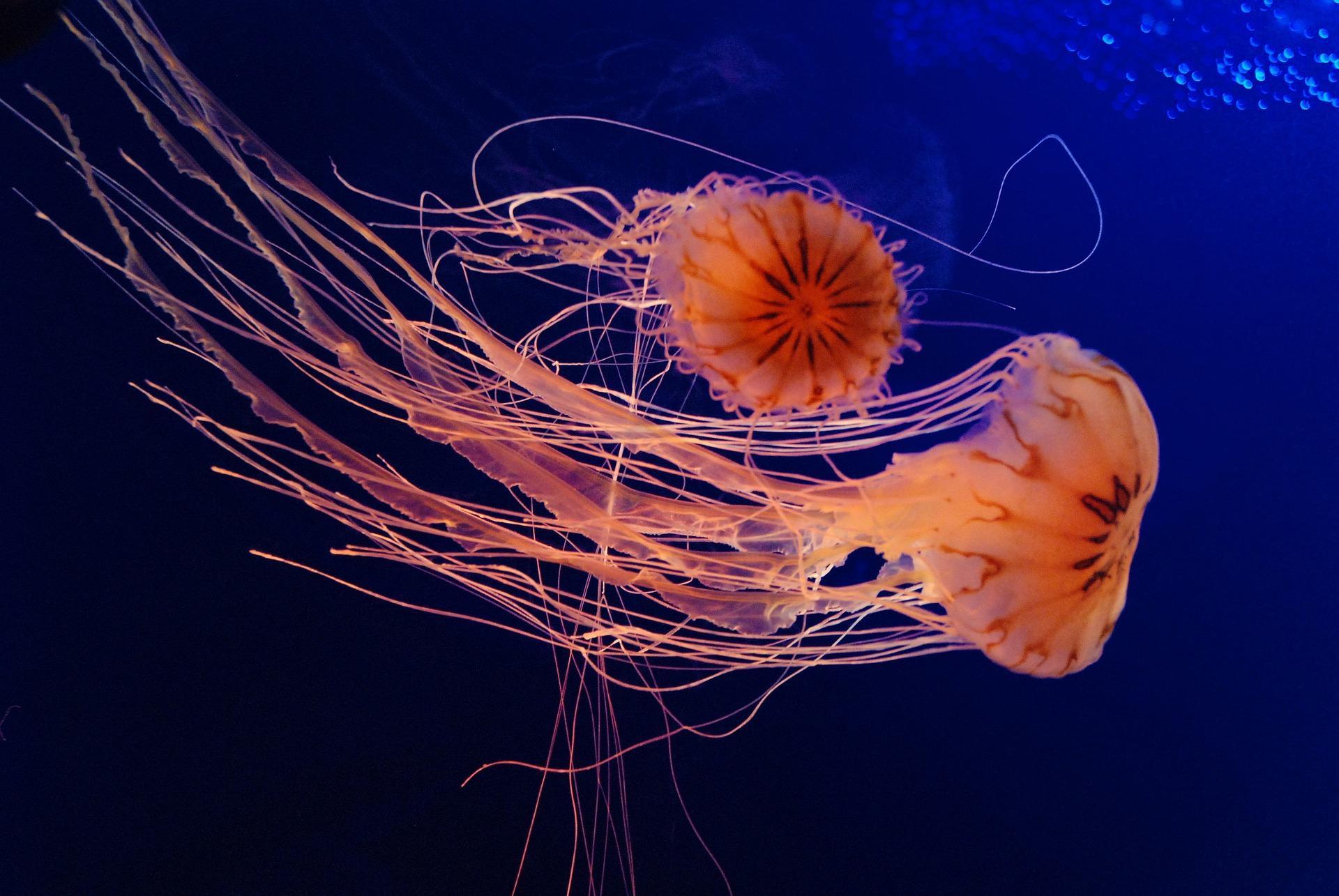 how jellyfish move