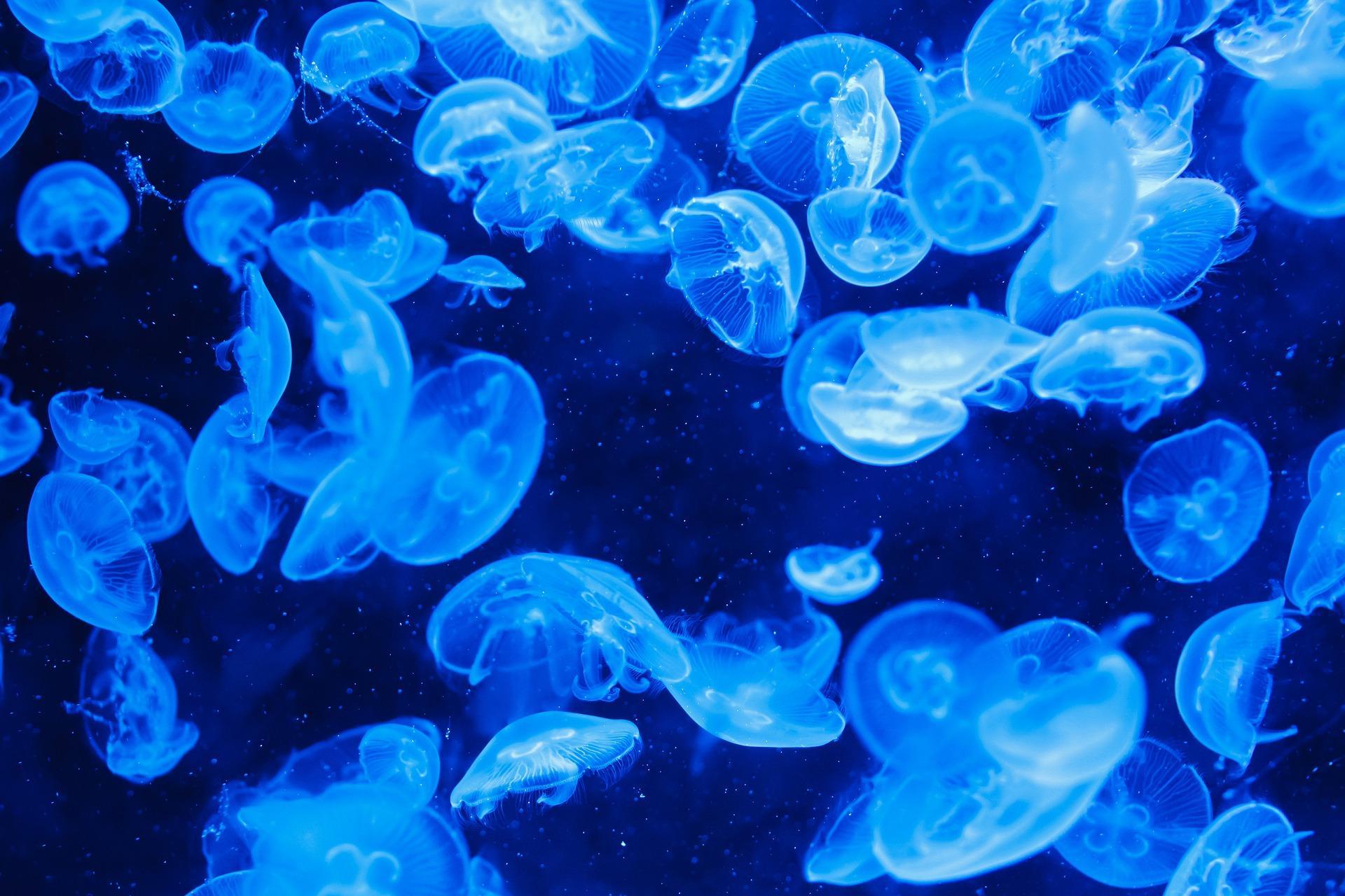 How Do Jellyfish Move? - The Truth Behind the Ocean’s Most Efficient ...