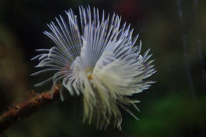 Types of Annelids – Examples of Annelid Species With Photos