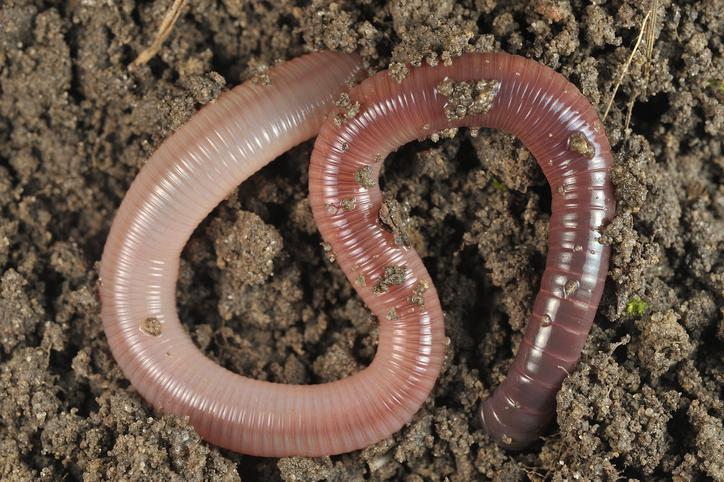 Types of Annelids – Examples of Annelid Species With Photos