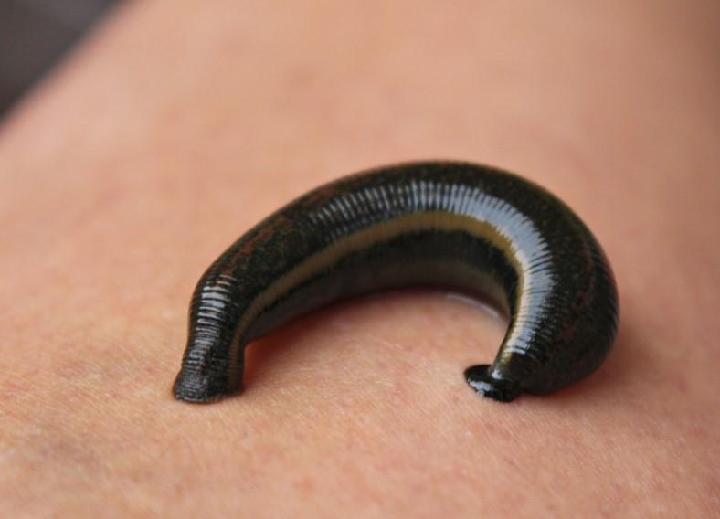 Types of Annelids – Examples of Annelid Species With Photos