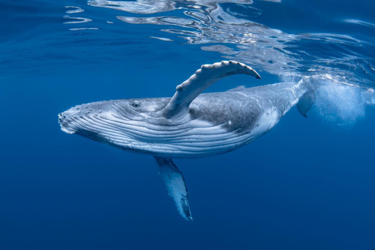 How Long Do Whales Live? - Whale Life Expectancy by Species