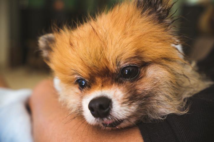 Tracheitis in Dogs - Symptoms, Causes and Treatment