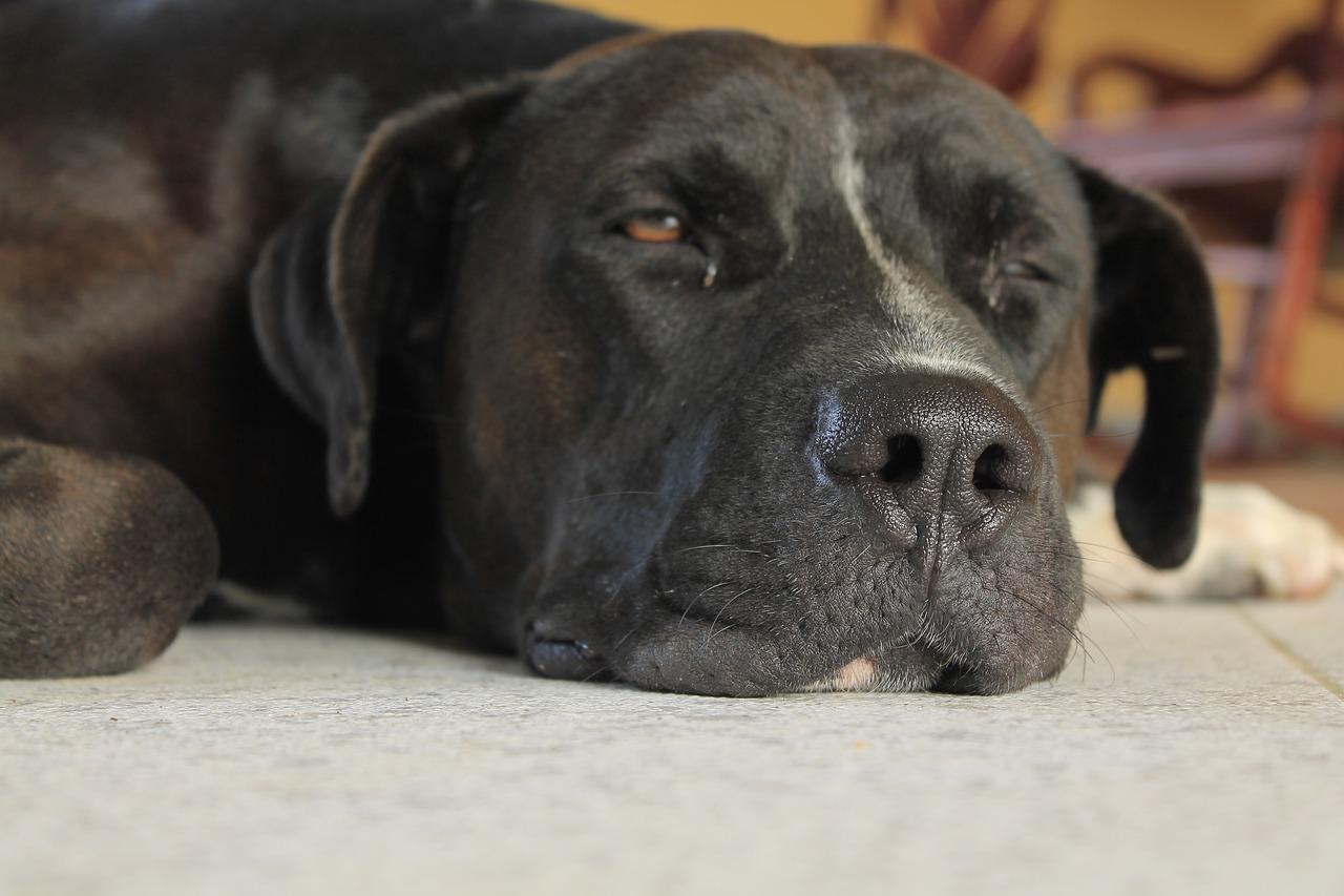Kidney Stones in Dogs - Symptoms, Causes and Treatment of Nephrolithiasis