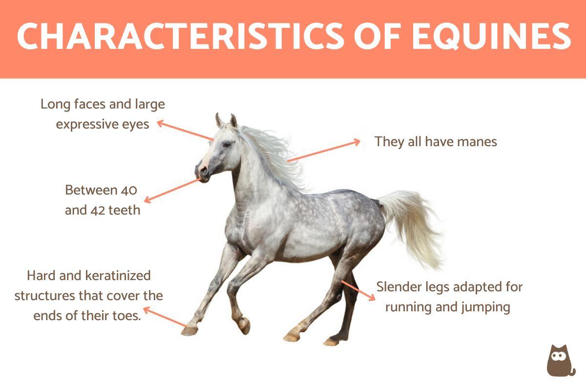 What Are Equines? - Definition, Types, Characteristics, and Importance
