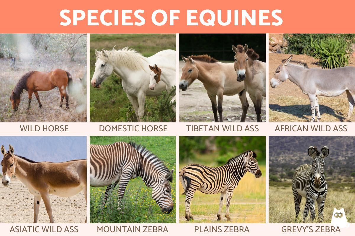 What Are Equines? - Definition, Types, Characteristics, and Importance