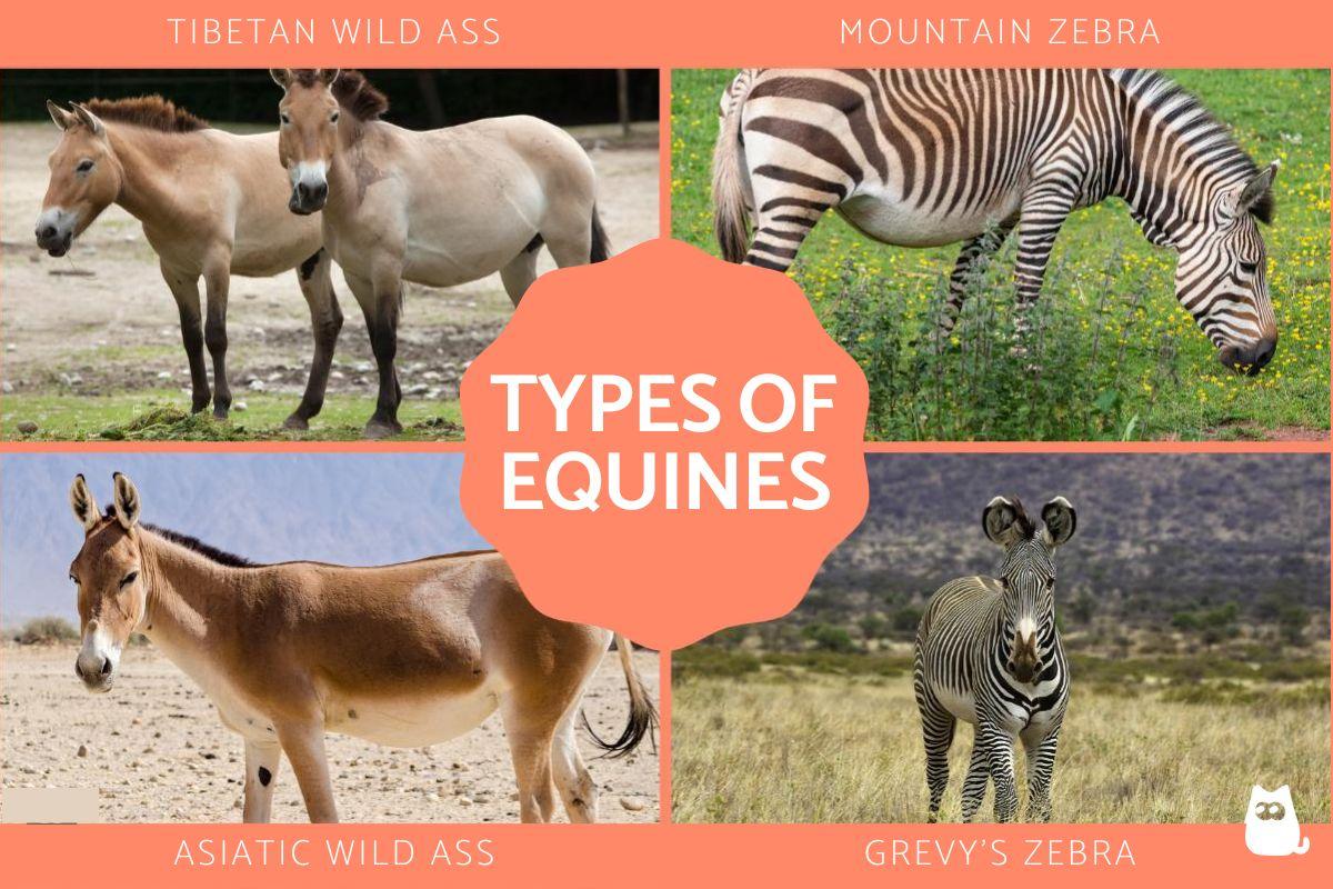 What Are Equines? - Definition, Types, Characteristics, and Importance