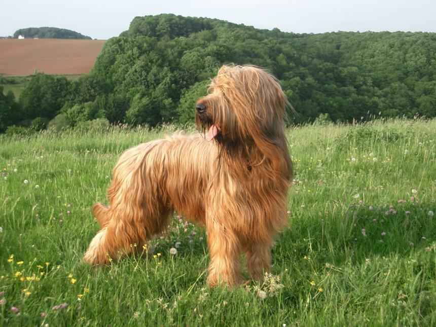 20 French Dog Breeds - List with Photos and Information