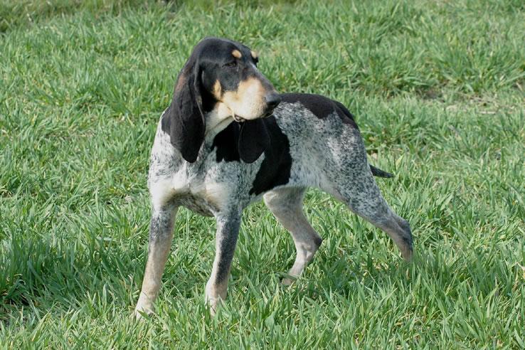 20 French Dog Breeds - List with Photos and Information