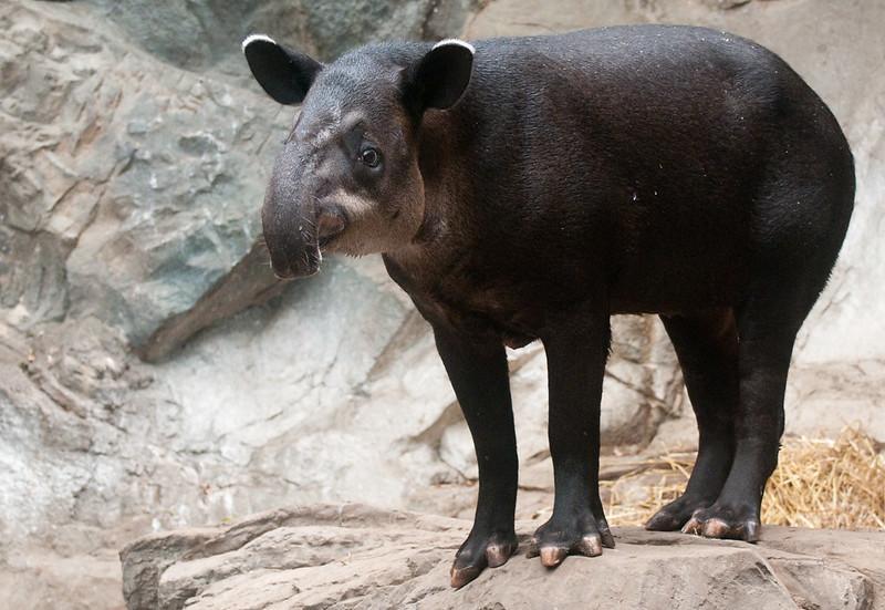 10+ Animals with Trunks - List of Trunked Animals With Photos