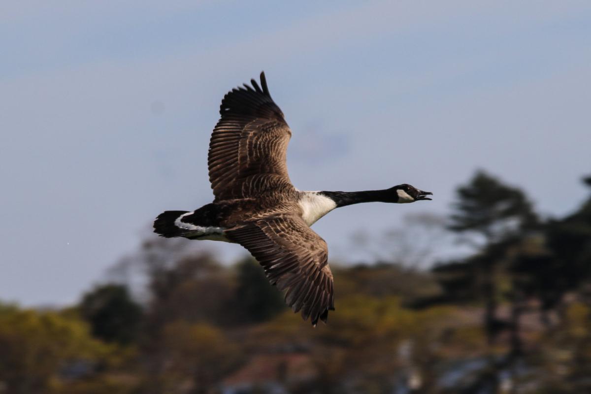 Why Do Geese Fly in v Formation? - The Flight of Geese