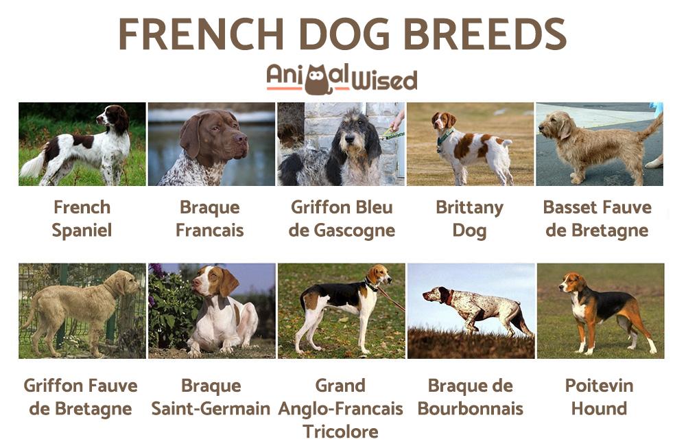 20 French Dog Breeds - List with Photos and Information