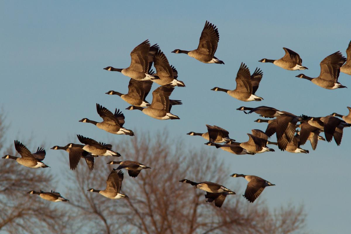 Why Do Geese Fly in v Formation? - The Flight of Geese