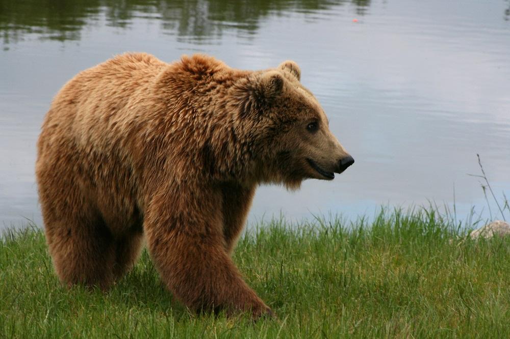 Animals of the Iberian Peninsula - Fauna of Spain