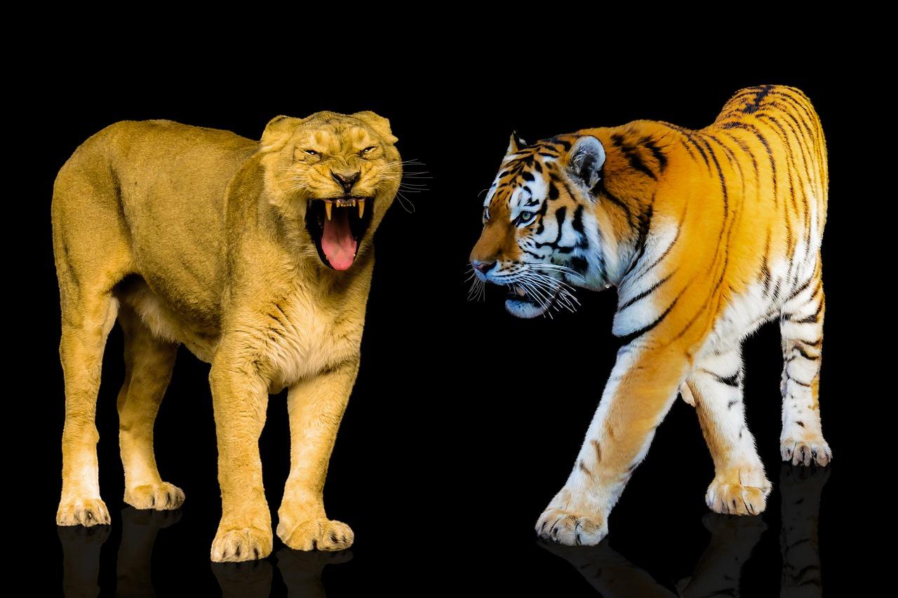 Differences Between Lions and Tigers - Lions Vs Tigers Comparison With ...